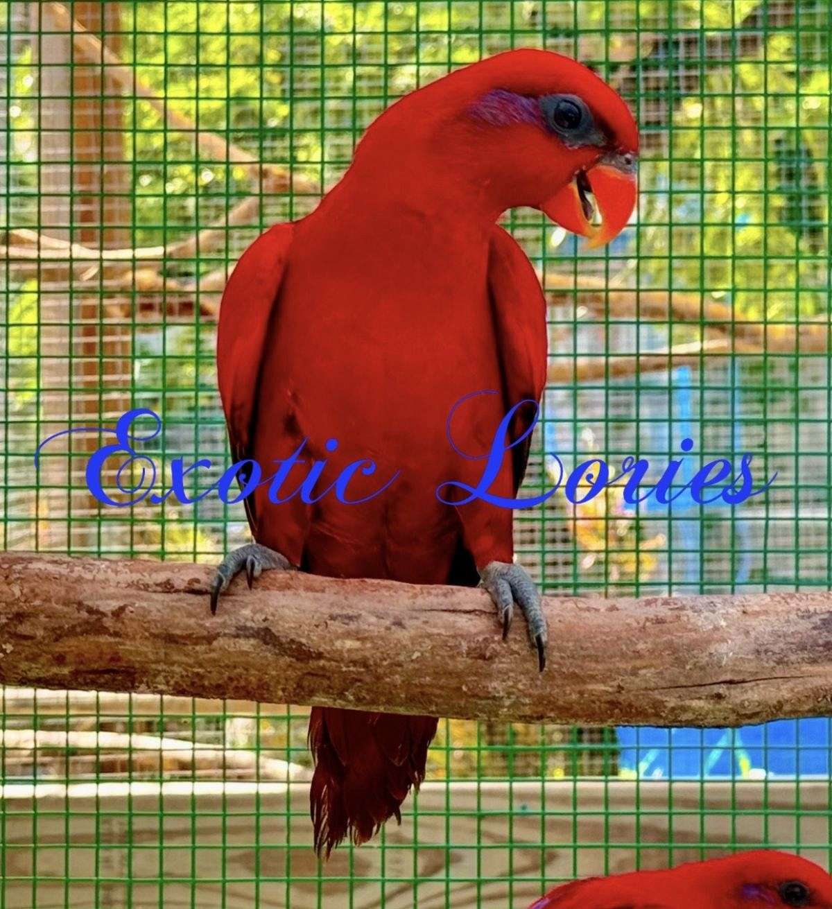 Red Lorikeet-Baby