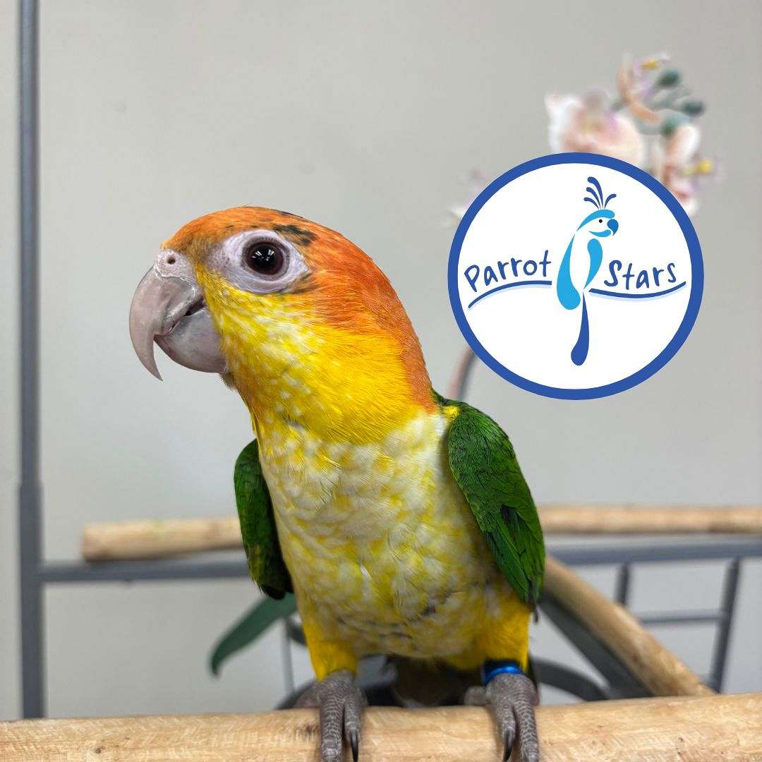 Baby White-bellied Caique Available at Parrot Stars!