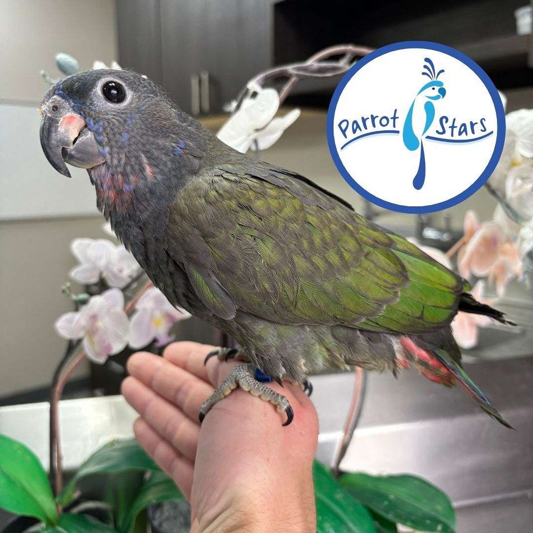 Baby Blue-headed Pionus Available at Parrot Stars!