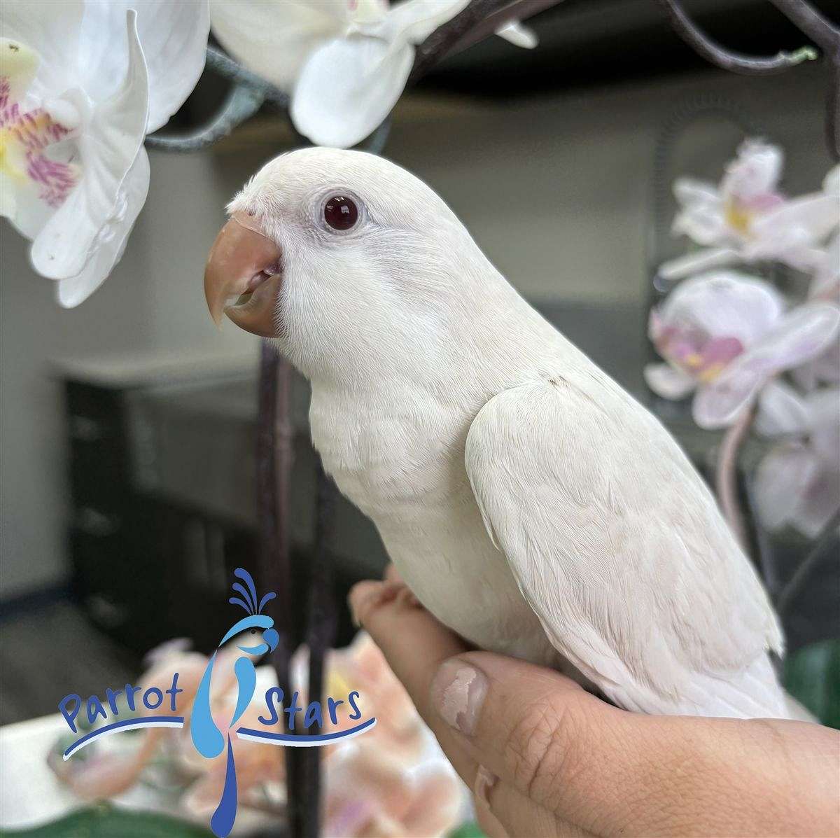 Baby Albino Quaker Parrot Available at Parrot Stars!