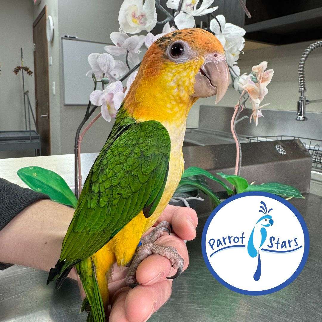Baby White-bellied Caique Available at Parrot Stars!