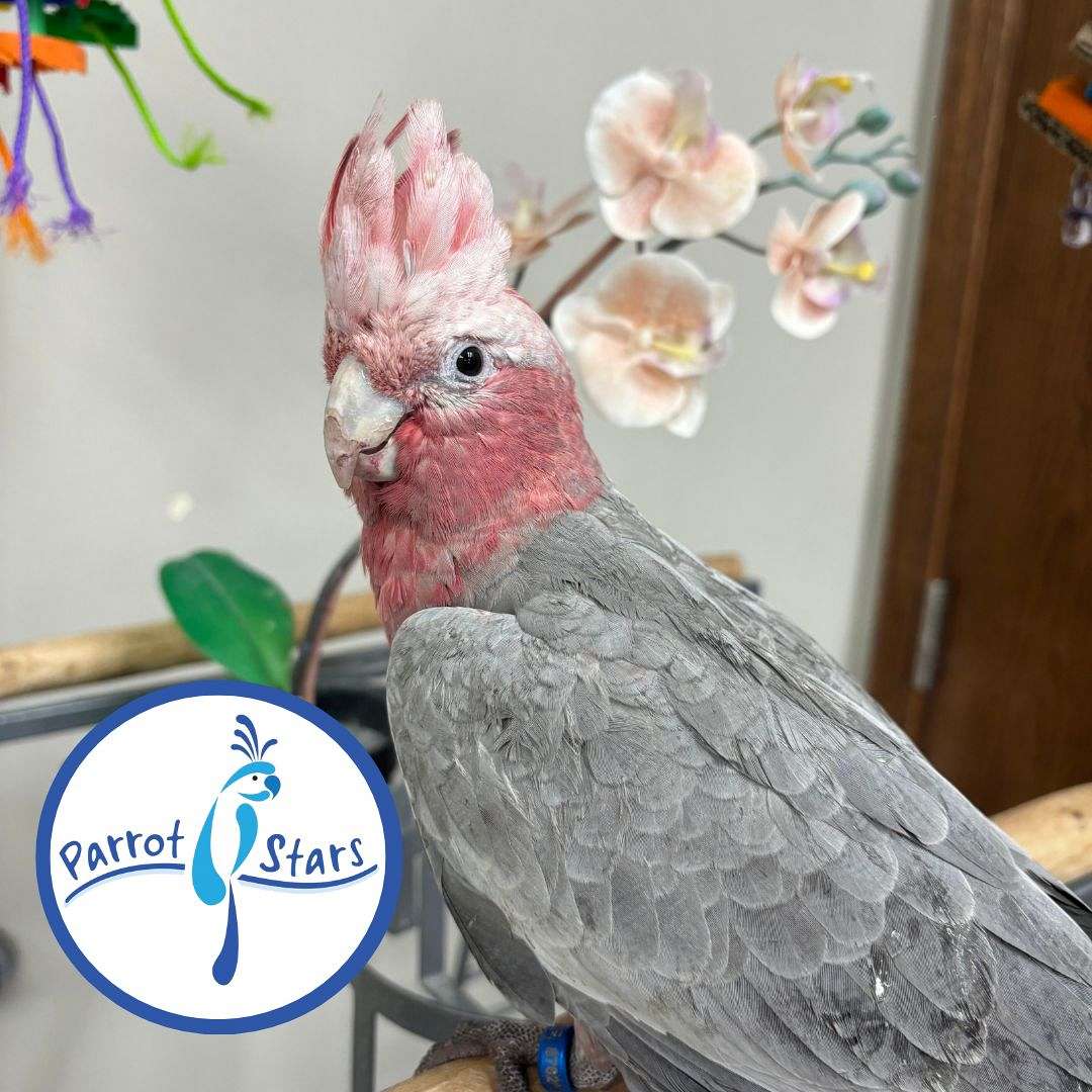 Baby Rose-breasted Cockatoo Available at Parrot Stars!