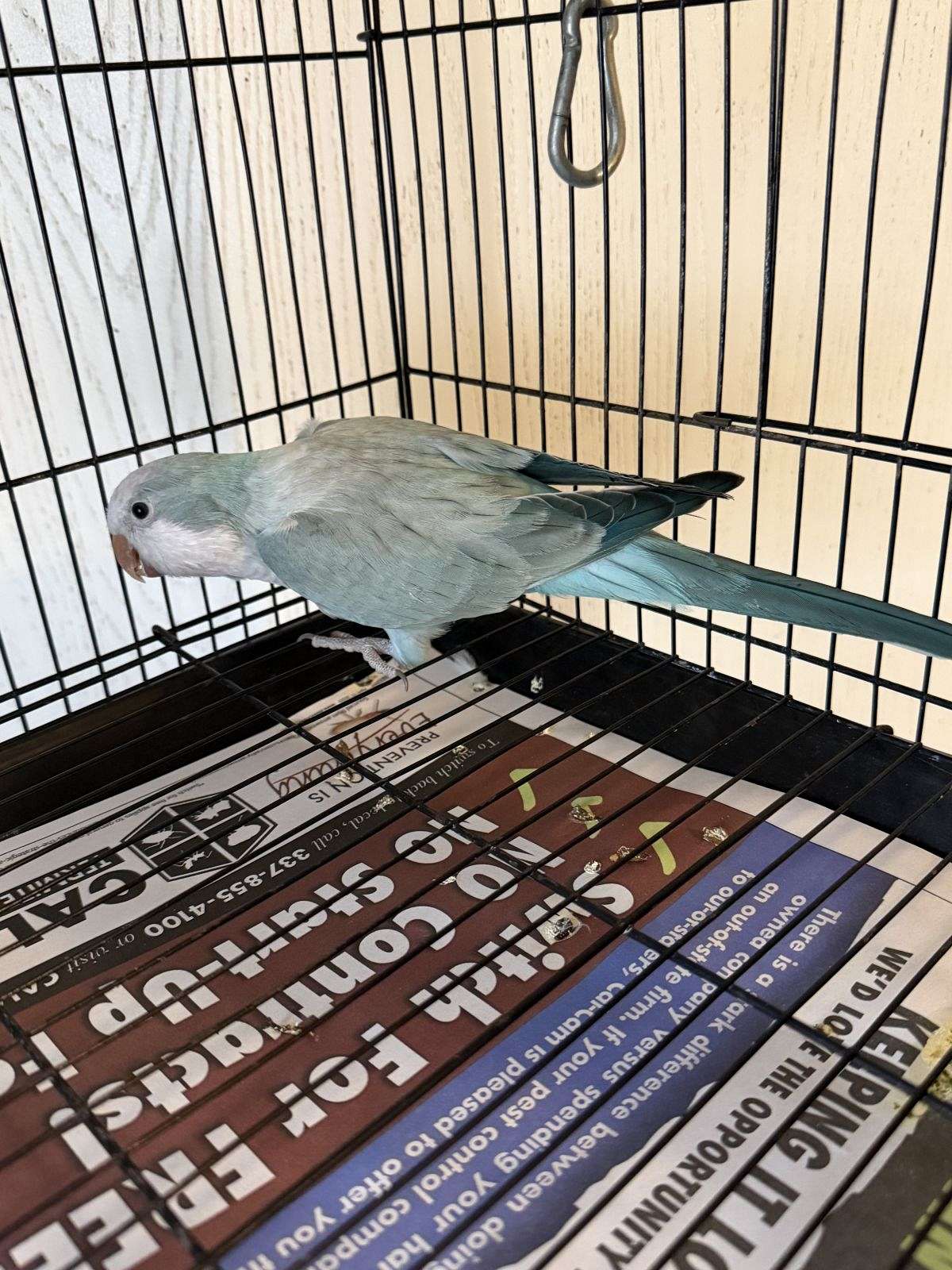 Quaker