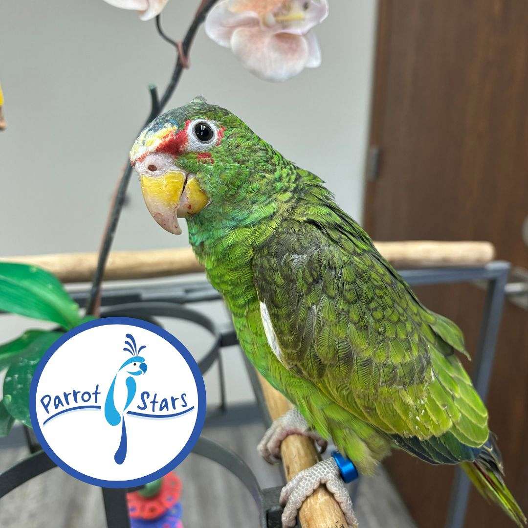 Baby White-fronted Amazon Available at Parrot Stars!