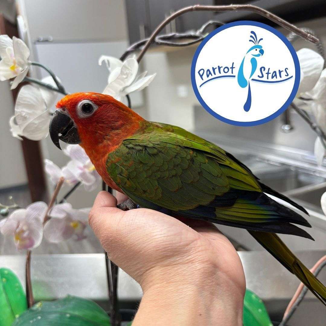 Baby Red Factor Jenday Conure Available at Parrot Stars!