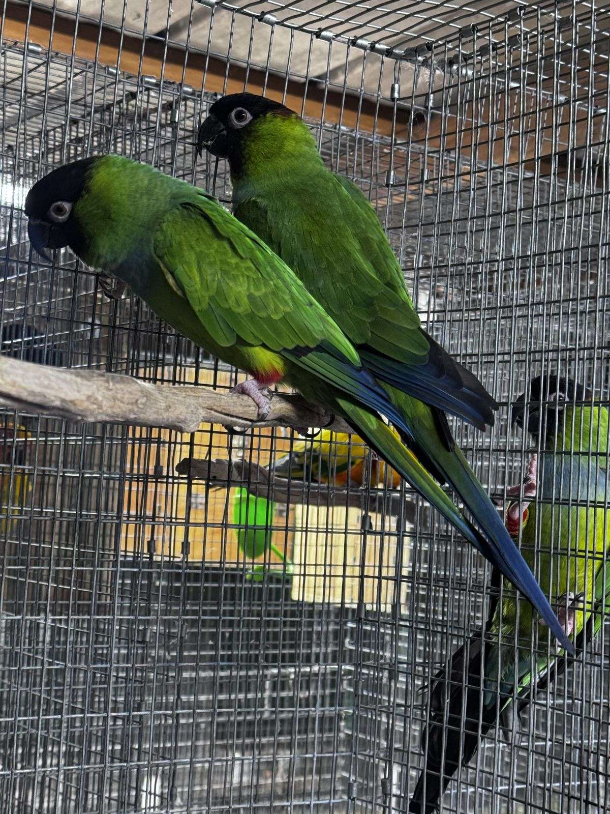 Nanday Conure Pair