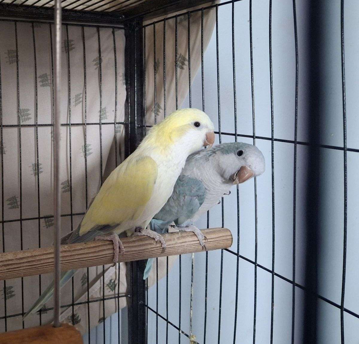 Quakers Breeding Pair 6yrs old