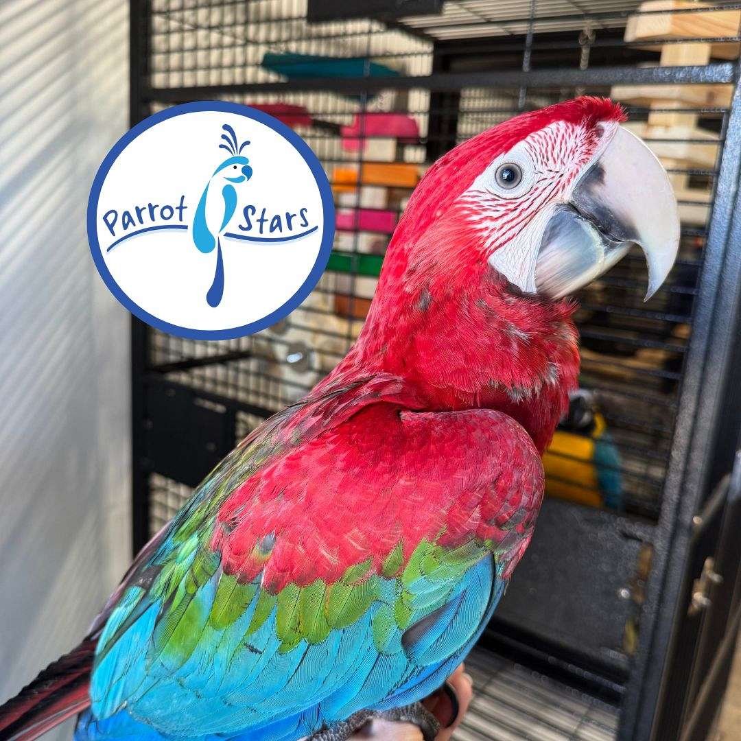 Baby Green-winged Macaw Available at Parrot Stars!
