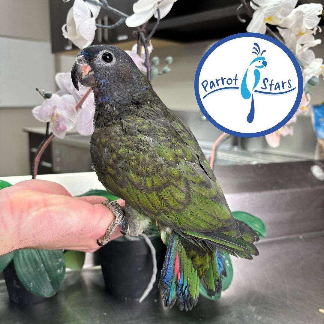 Baby Blue-headed Pionus Available at Parrot Stars!
