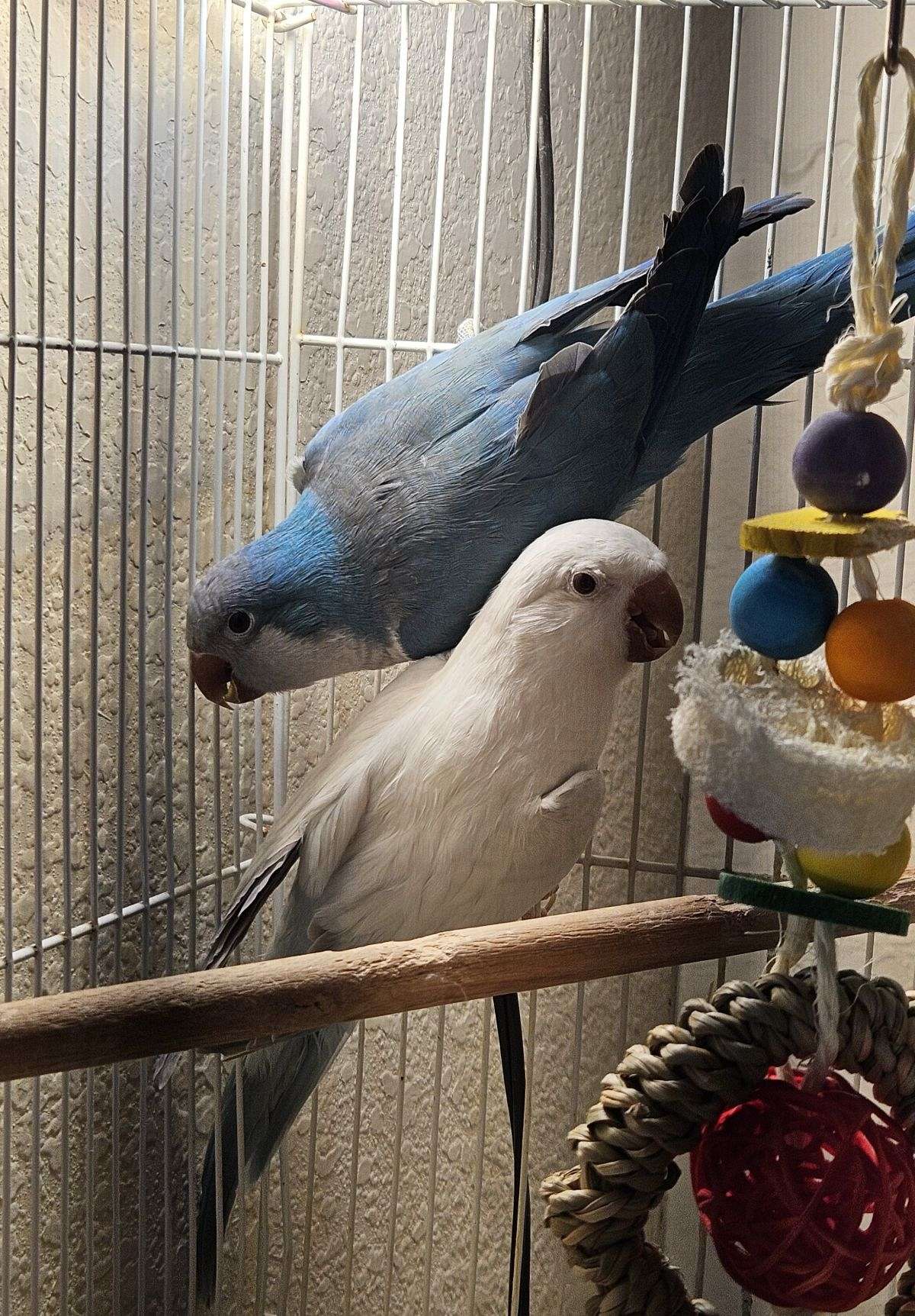 Bonded Quaker parrot pair — female Albino(white with blue tail)