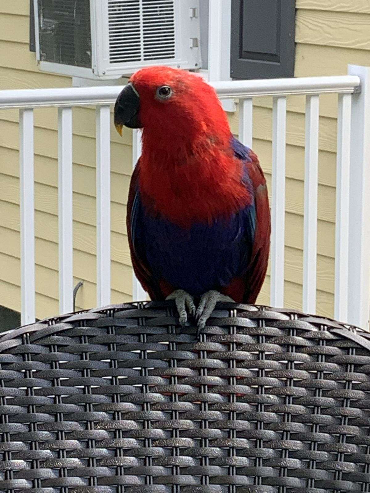 Pair of Eclectus birds