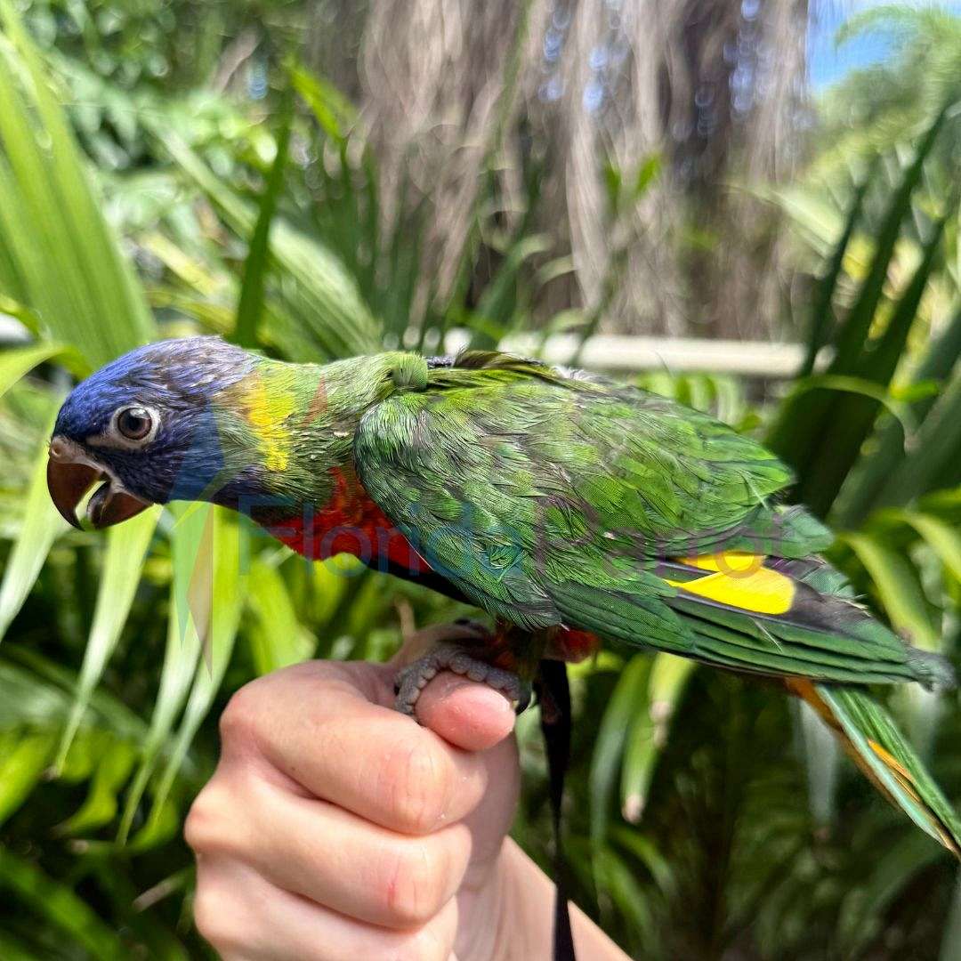 Blue Mountain Lorikeet