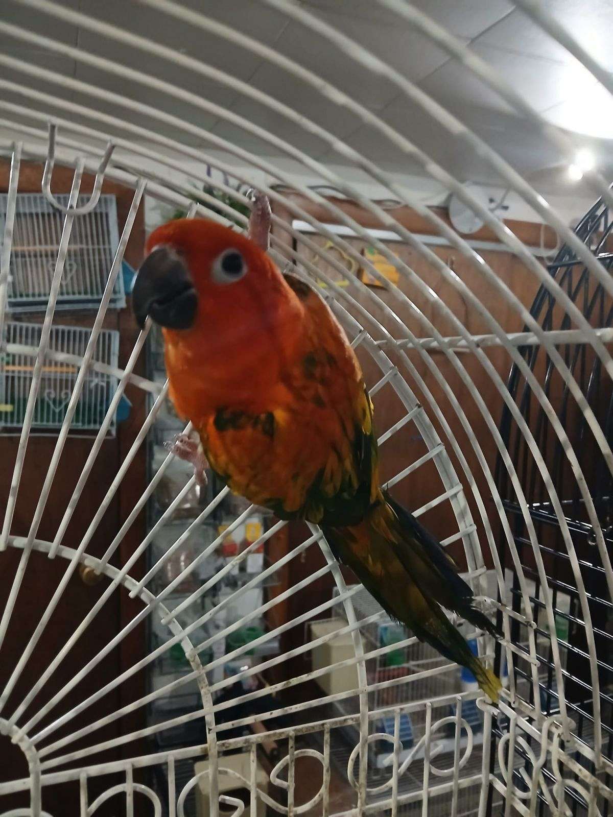 Red Factor Sun conures