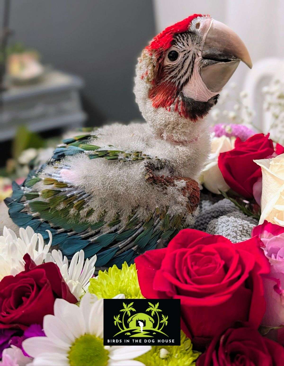 Rare Jubilee Macaw Super Sweet with Vibrant Colors