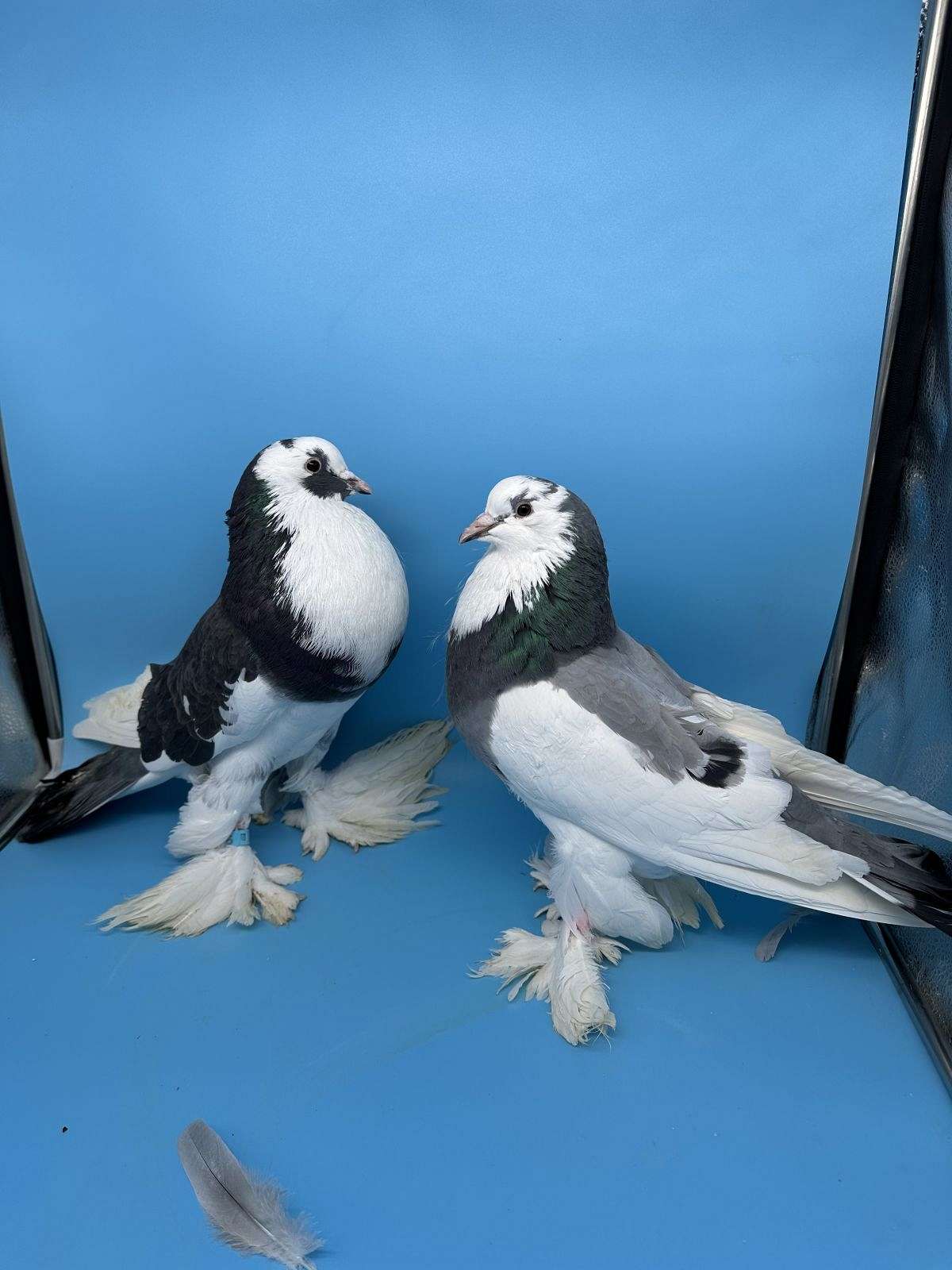 Pomeranian pouters- mated pair