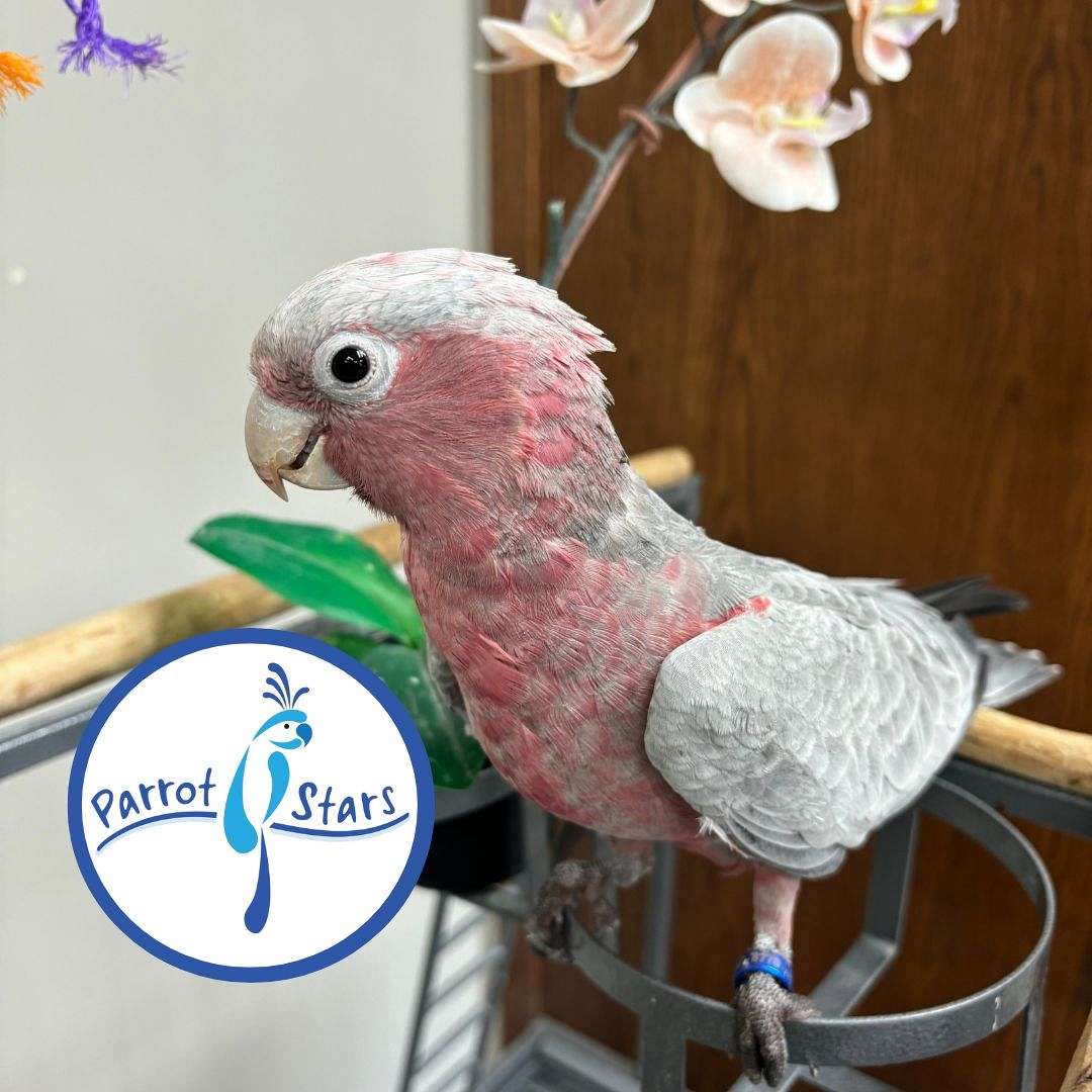 Baby Rose-breasted Cockatoo Available at Parrot Stars!