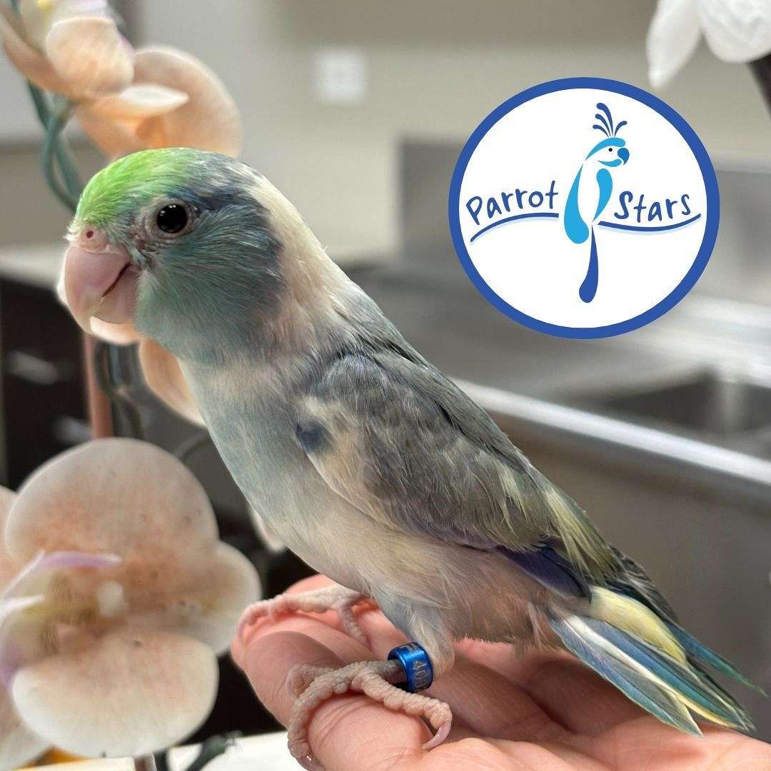 Baby Turquoise Pied Parrotlet Available at Parrot Stars!