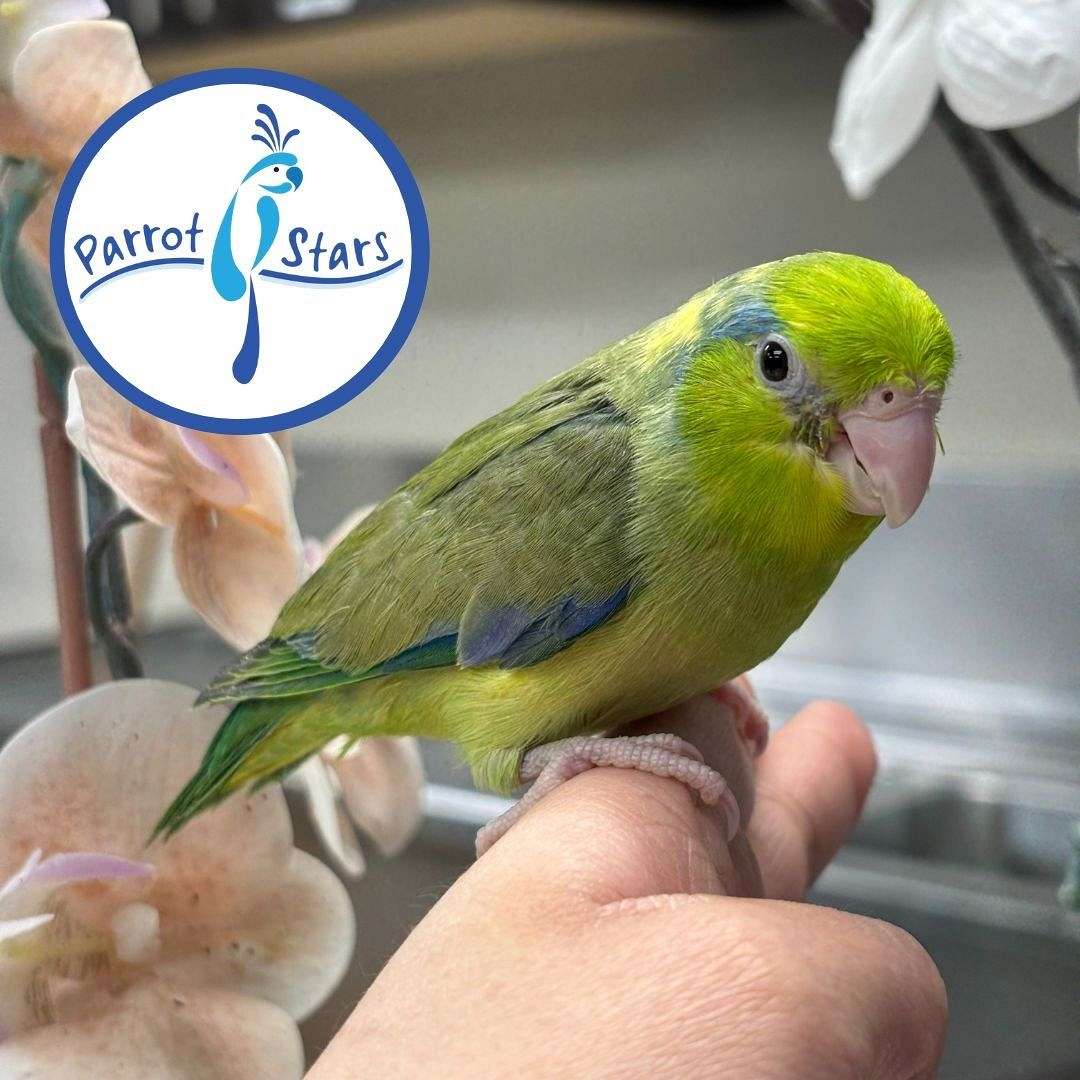 Baby Green Pied Parrotlet Available at Parrot Stars!