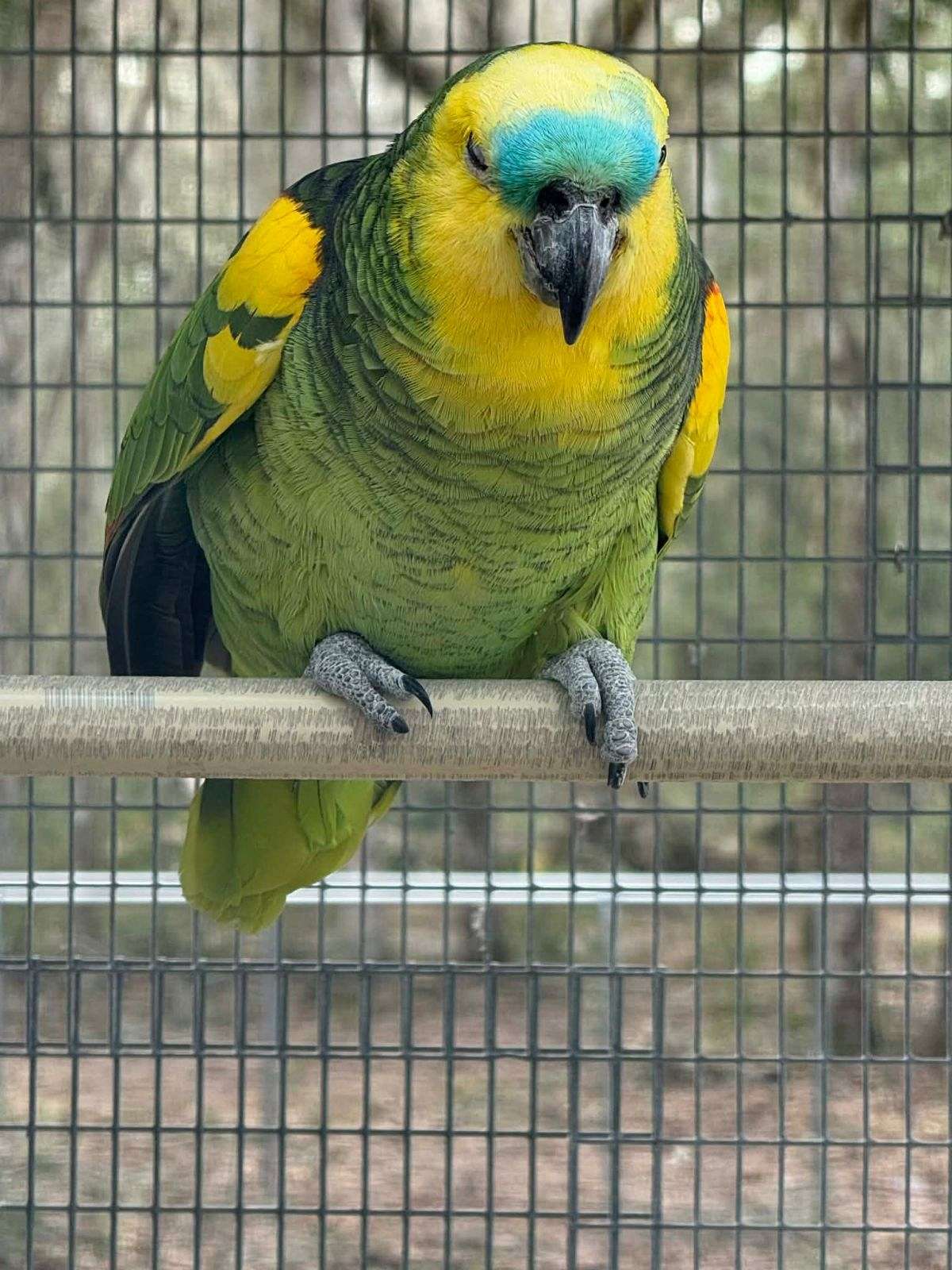 Blue Fronted Amazon