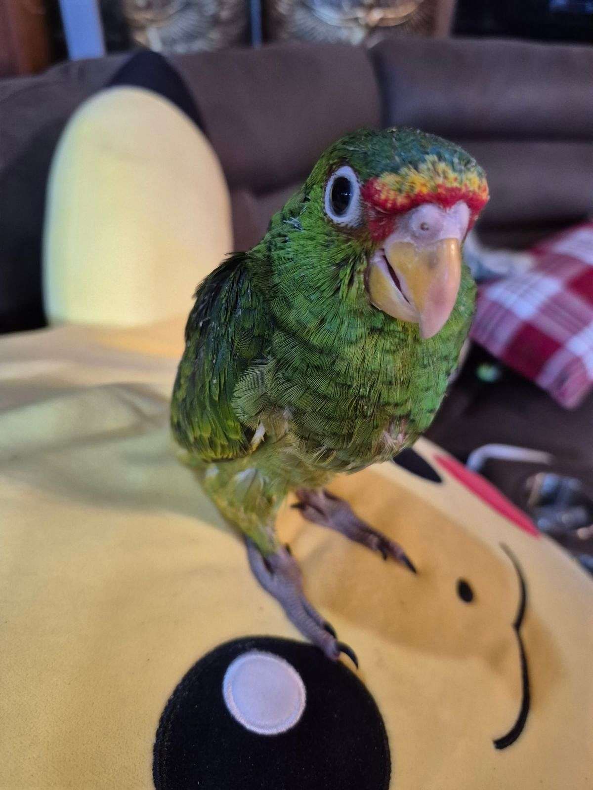 White Fronted Amazon Parrot Babies