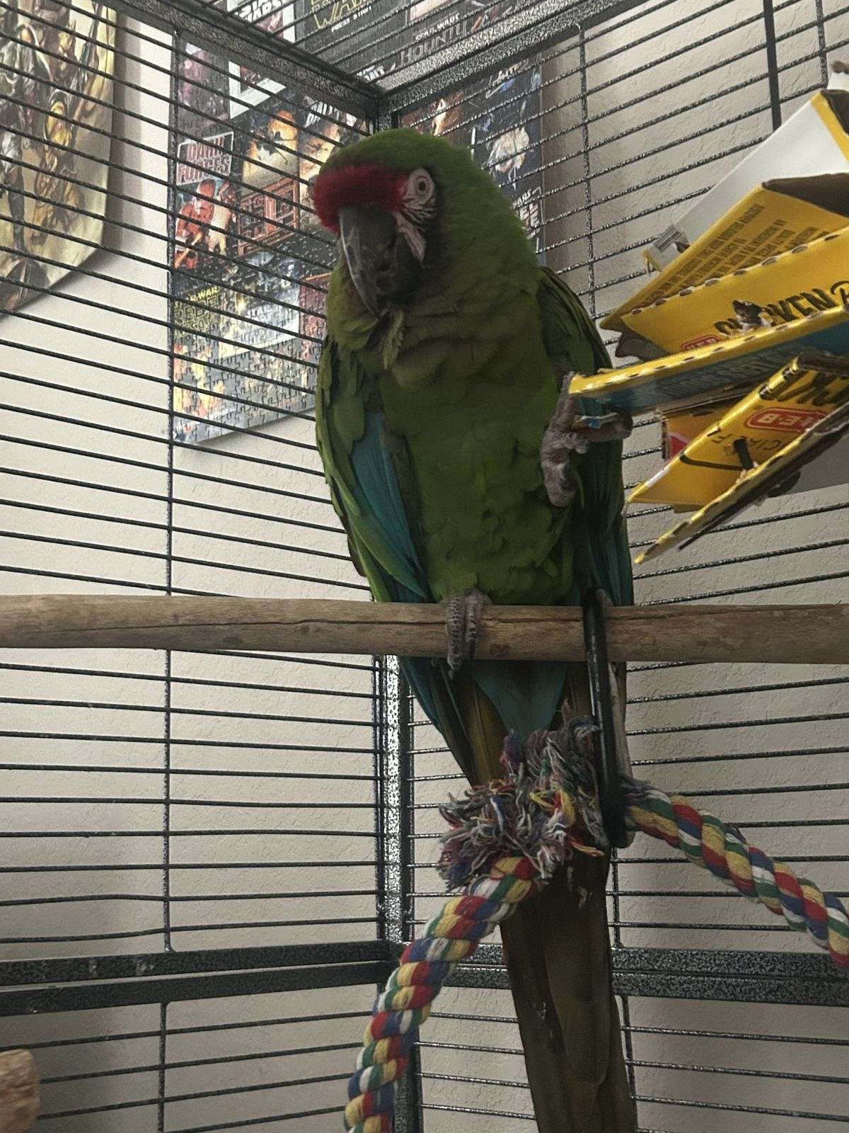 Military macaw
