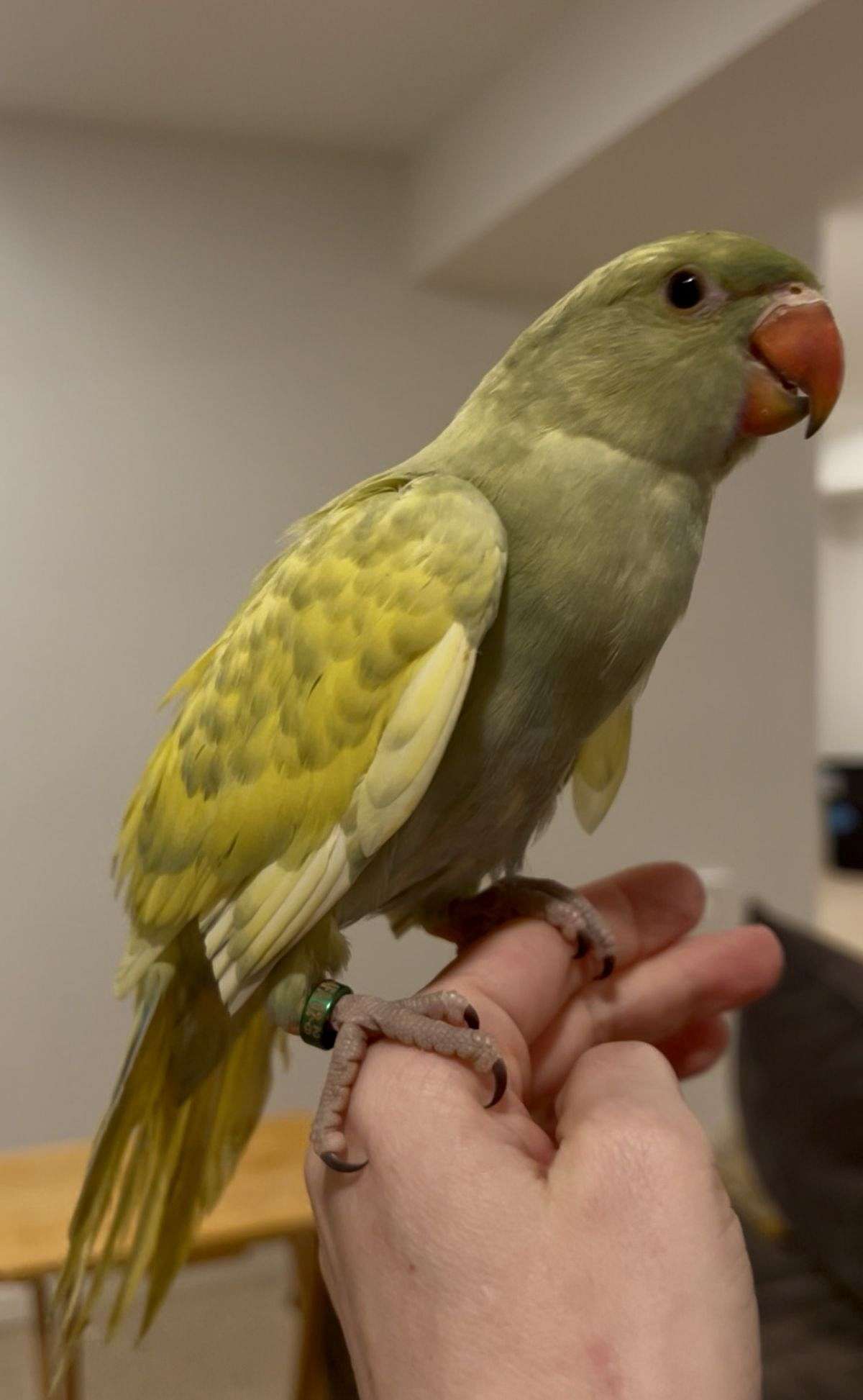 Weaned Female Indian Ringneck – Rare Mutations – Pick Up in Gainesville VA