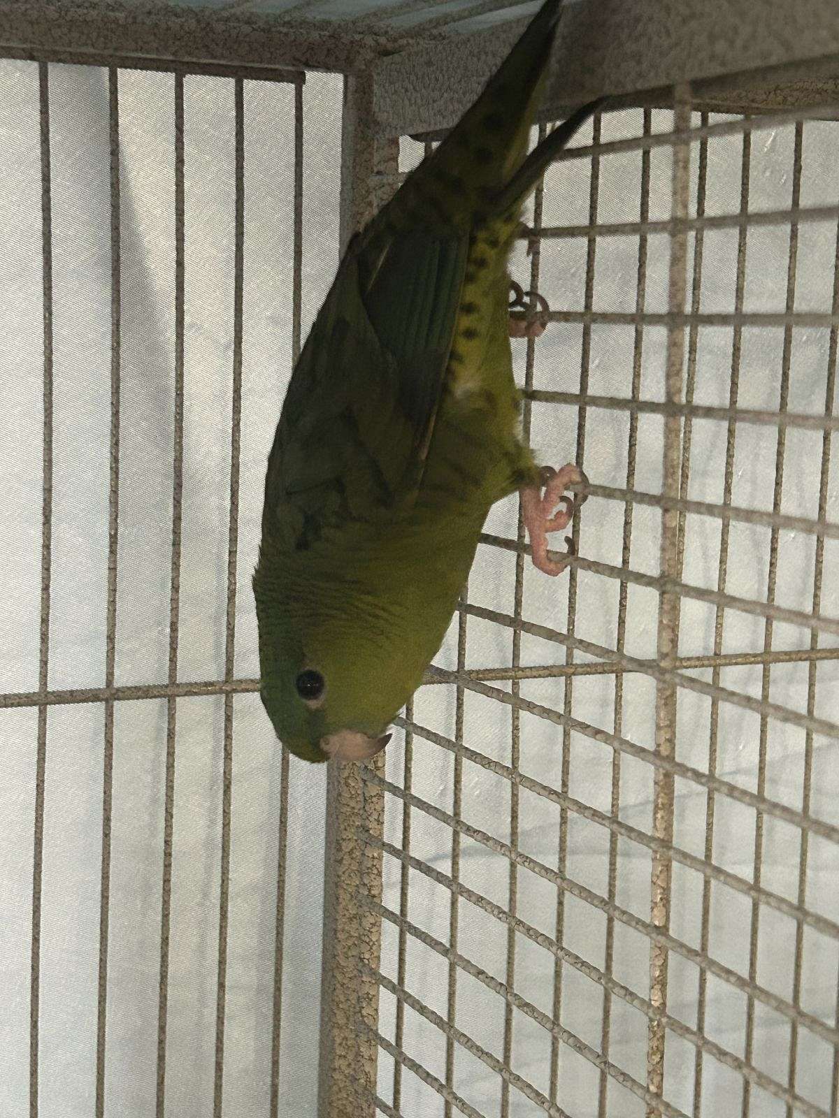 Lineolated parakeet