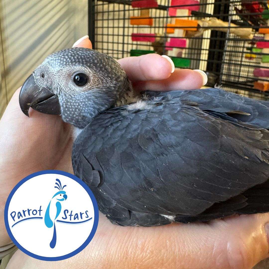 Baby Timneh African Grey Available at Parrot Stars!
