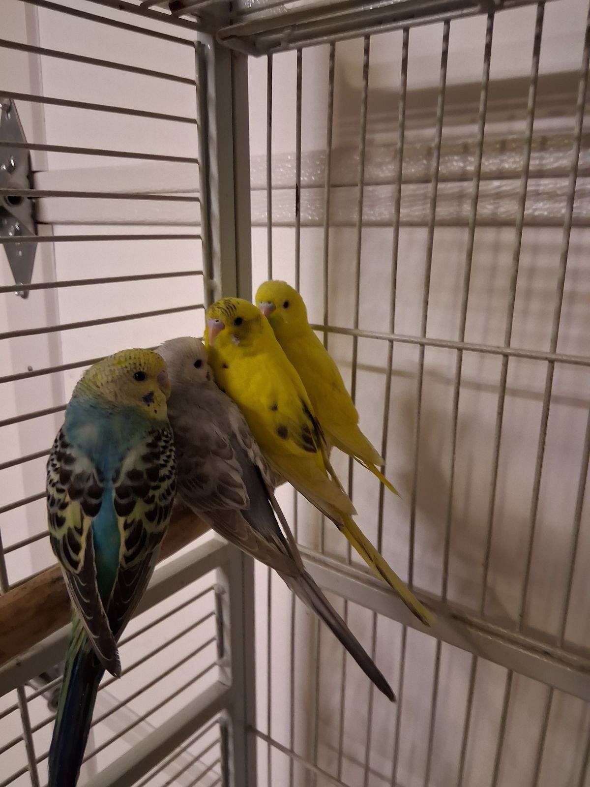 Pairs of Parakeets
