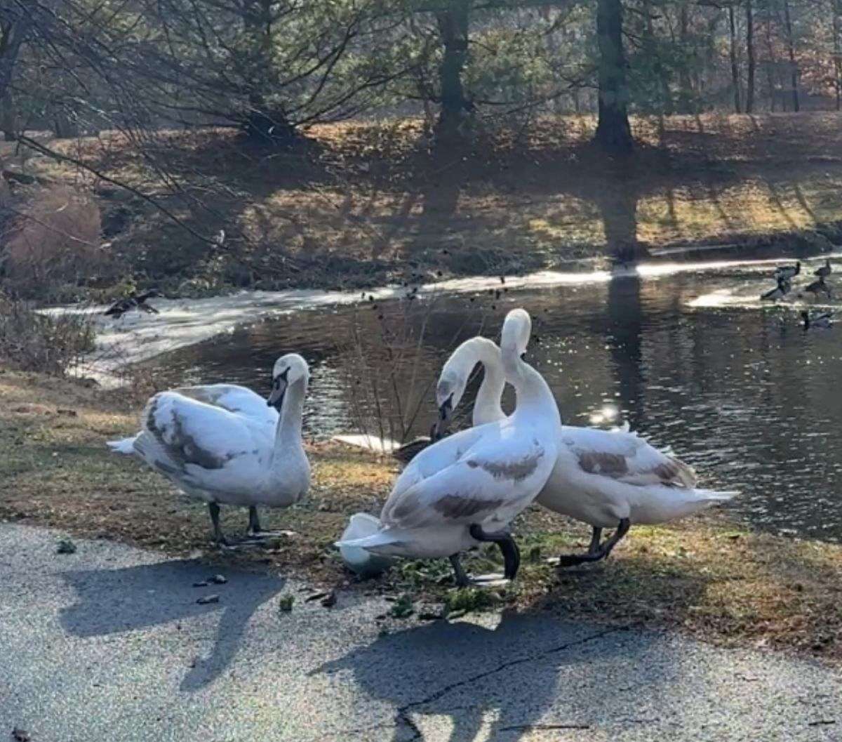 3 Juvenile Mute Swans – Bucks County – Need Placement ASAP (Buckingham)