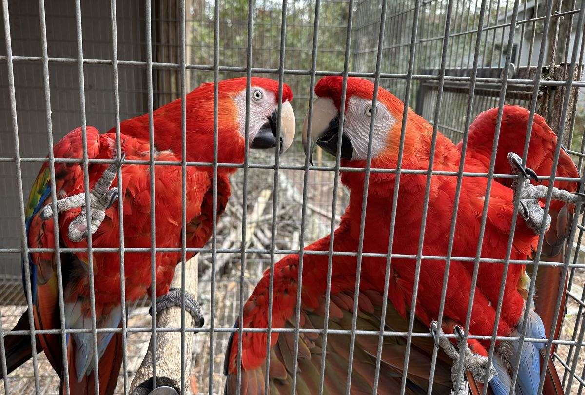 Pair of Scarlet Macaws available wide yellow bands