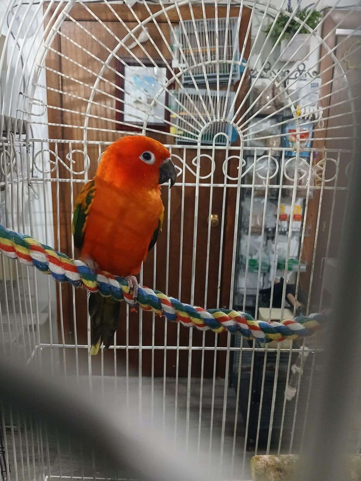 Red Factor Sun conures