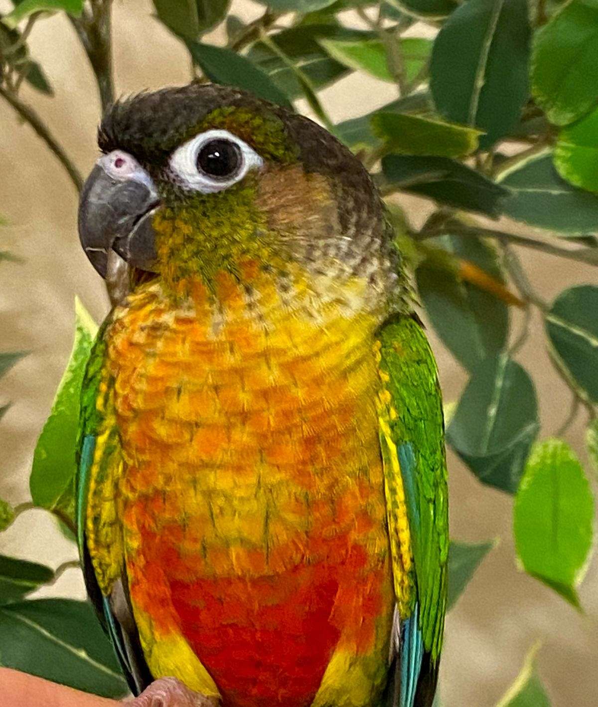 Red Factor Yellow Sided Green Cheek Conure