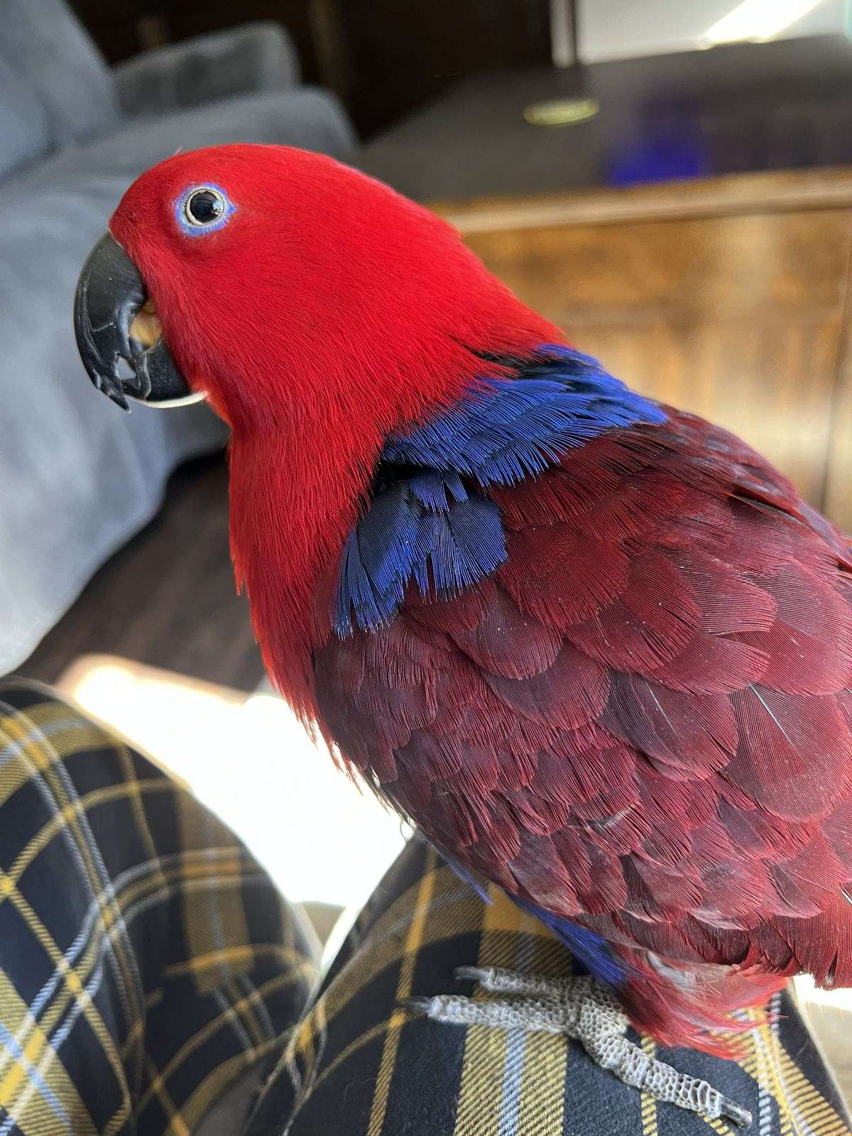 Eclectus Parrot for sale
