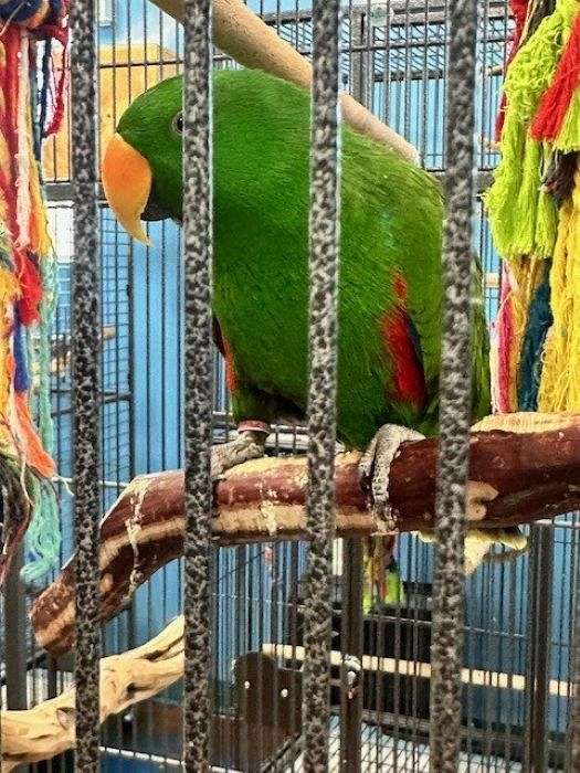 Male and Female Breeding Pair of Eclectus