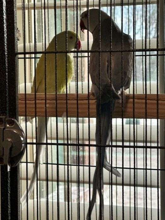 Breeding Pair of Indian Ringnecks