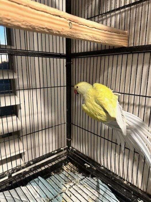 Breeding Pair of Indian Ringnecks