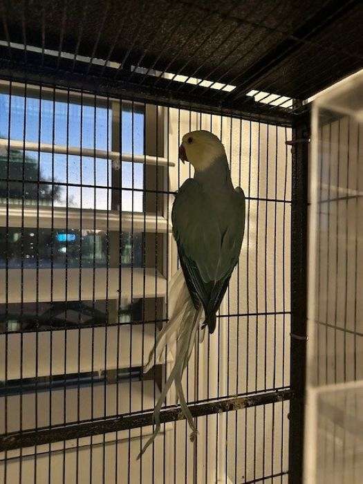 Breeding Pair of Indian Ringnecks