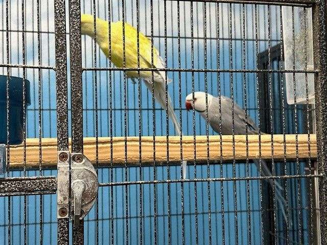Breeding Pair of Indian Ringnecks