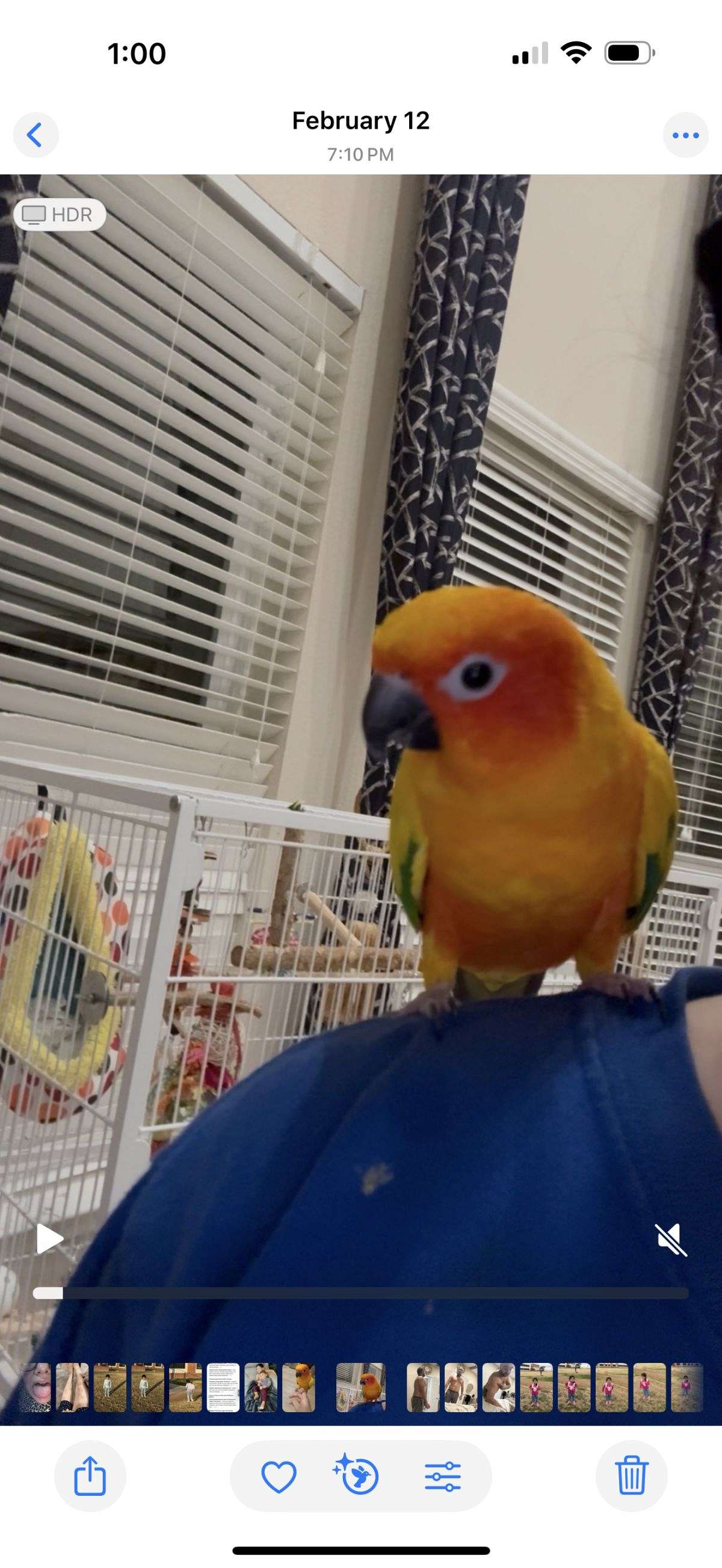Sun Conure