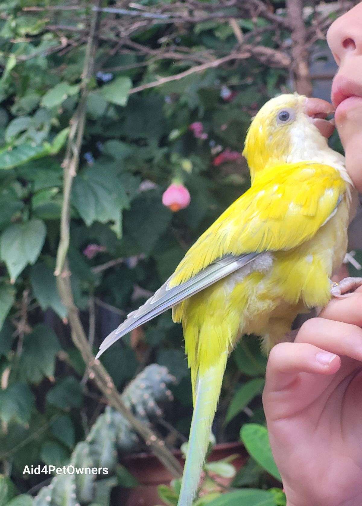 Tame hand raised Quaker Babies