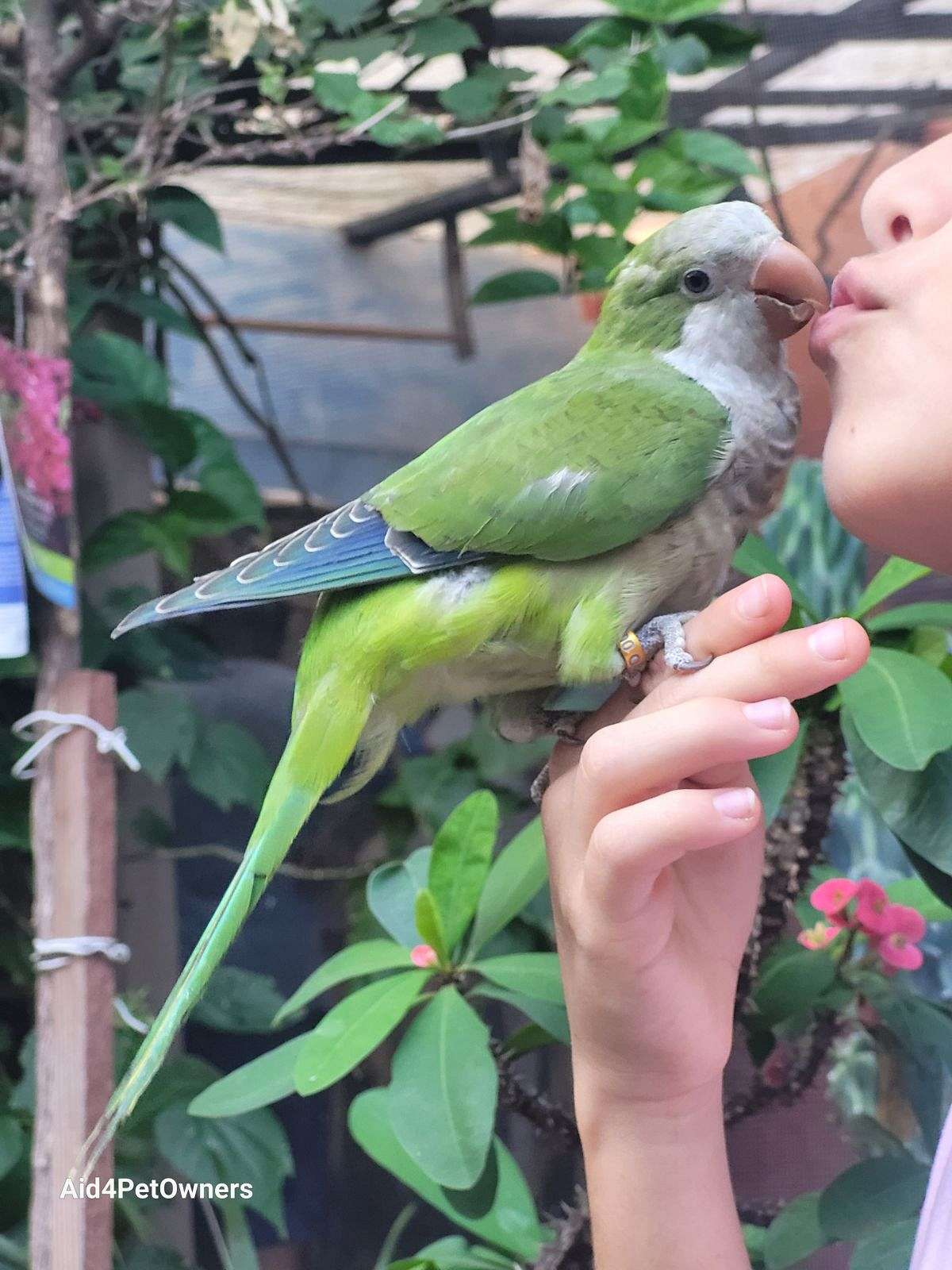 Tame hand raised Quaker Babies