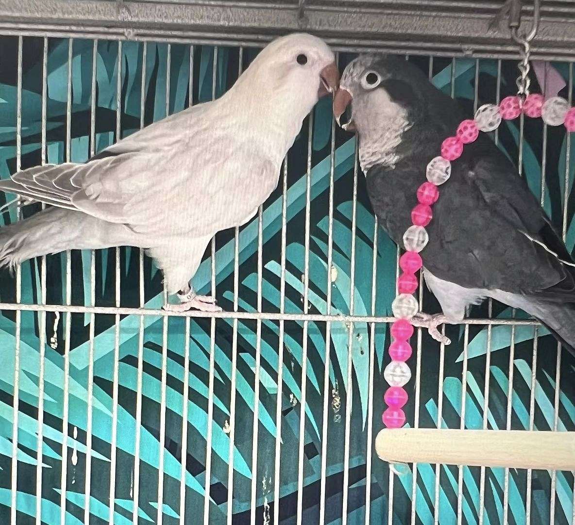 Quaker Parrot Adults Together or Separate