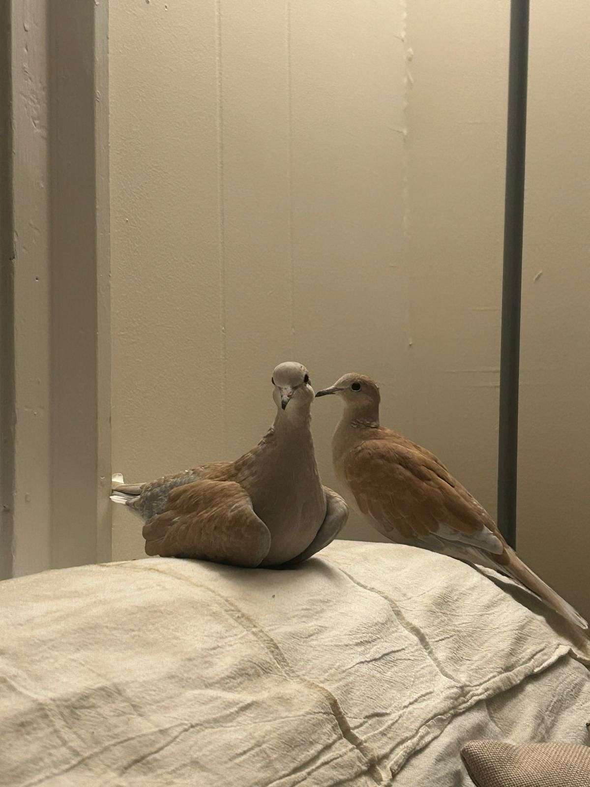 Hand Tamed Tangerine Ringneck Dove Pair