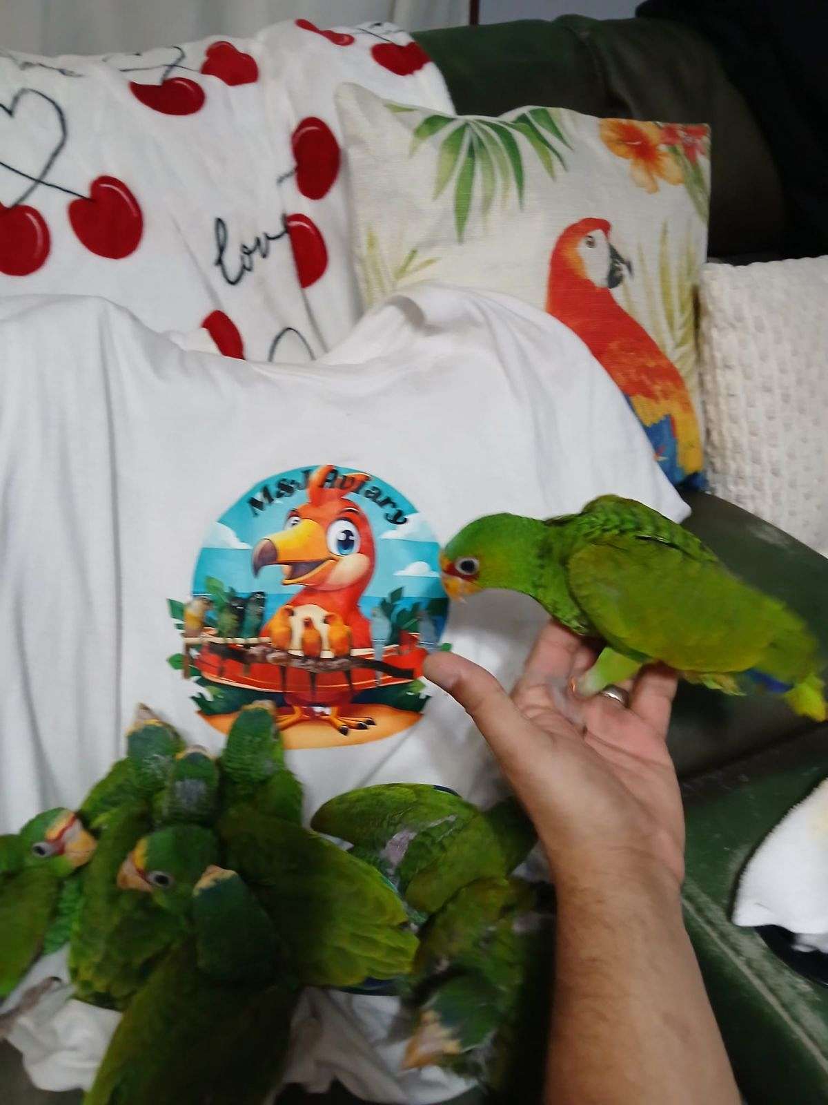Mealy Amazon parrot