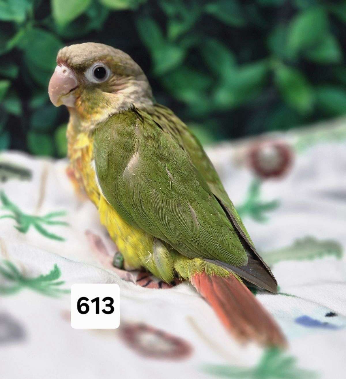 Pineapple Green Cheek Conure, Female, #613