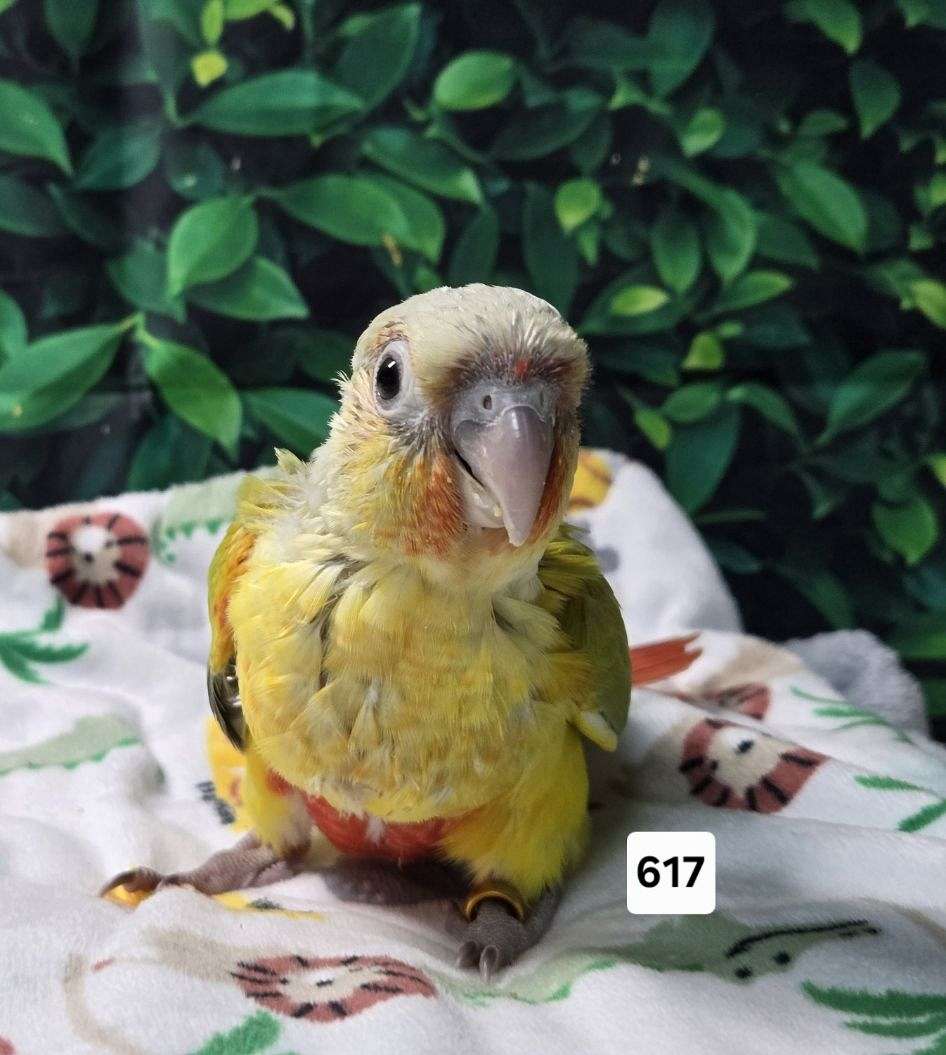 Yellowsided Dilute Green Cheek Conure, Male, 618