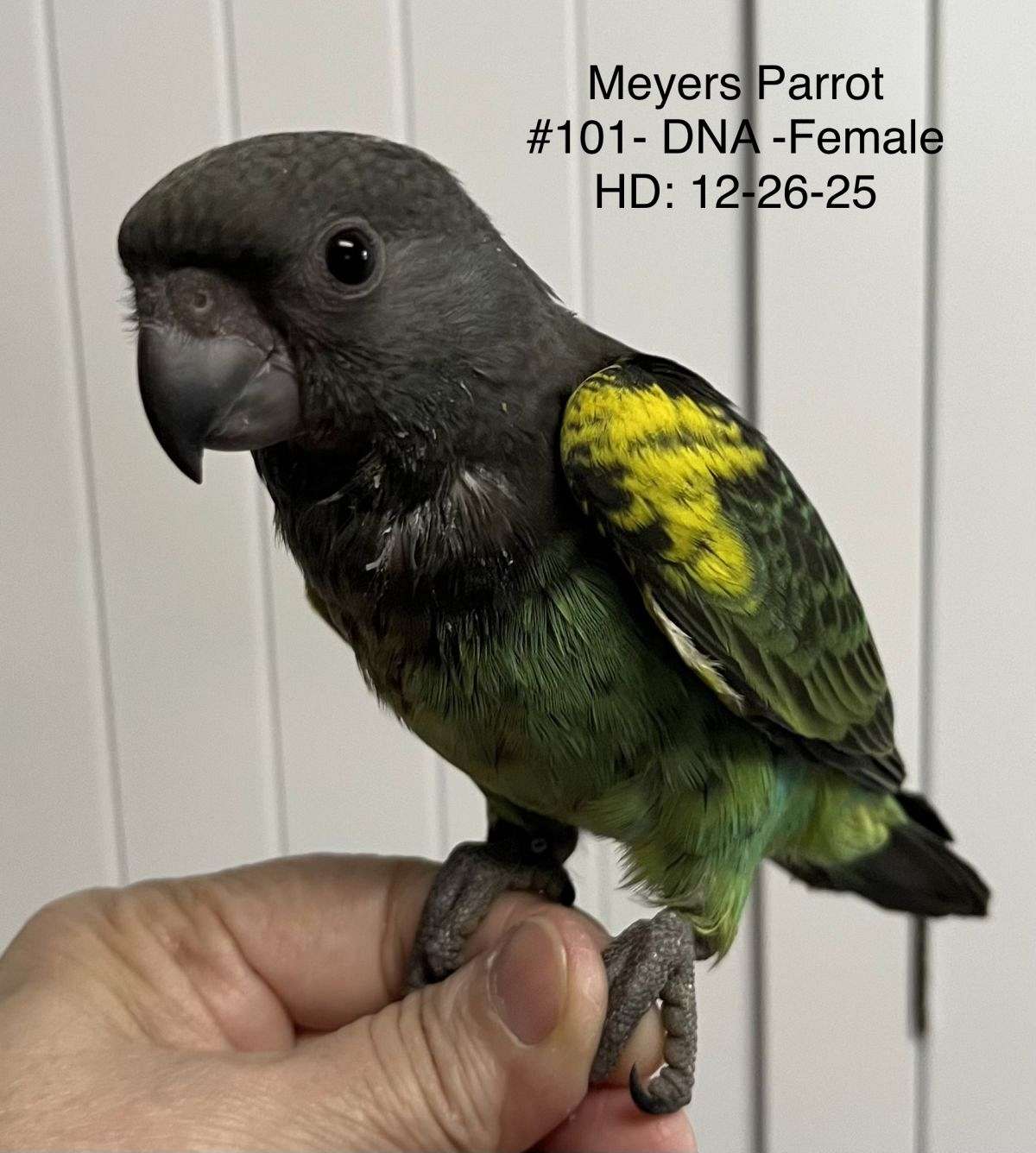 Meyers Parrot #101