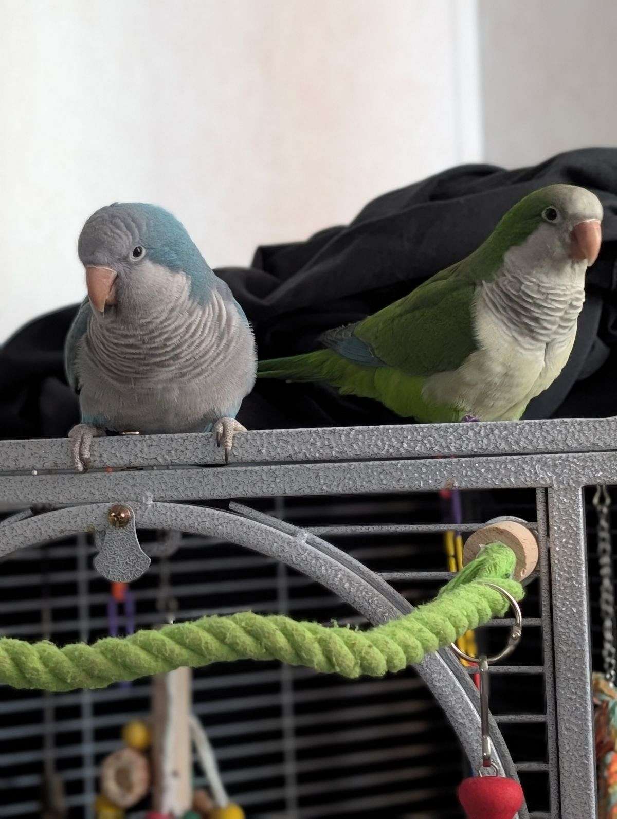 Bonded Pair Quaker Parrots, Male & Female & xl corner cage