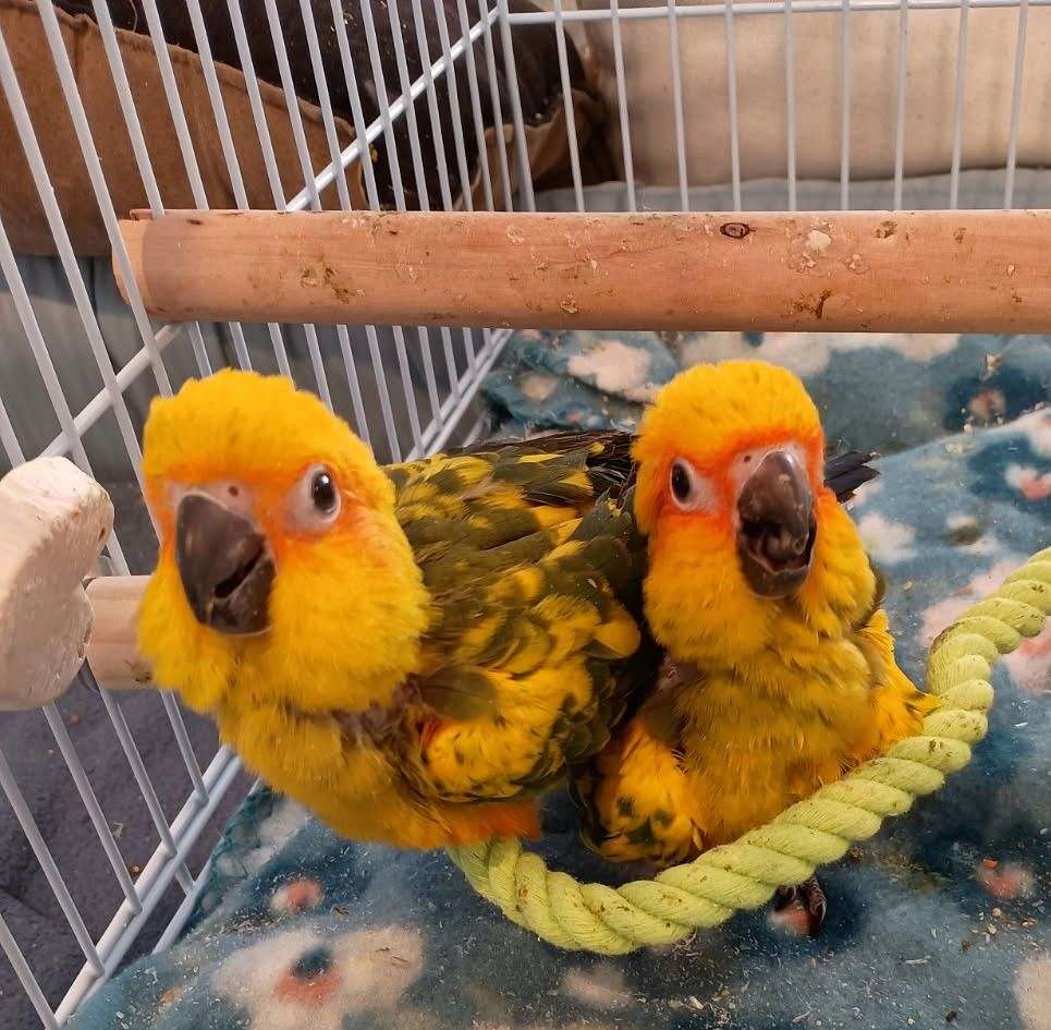 Baby Sun Conures